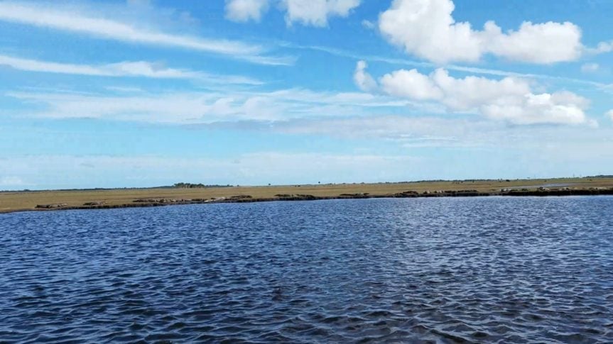 South of SR 50 with Captain Mark Benson - Shad on the Fly